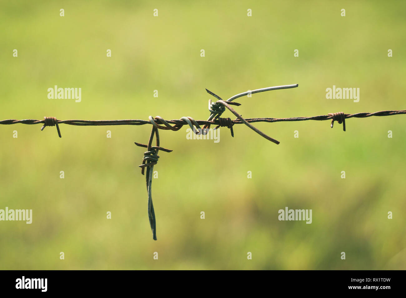 various food dishes, pizza, sphirra, snacks and various Stock Photo - Alamy