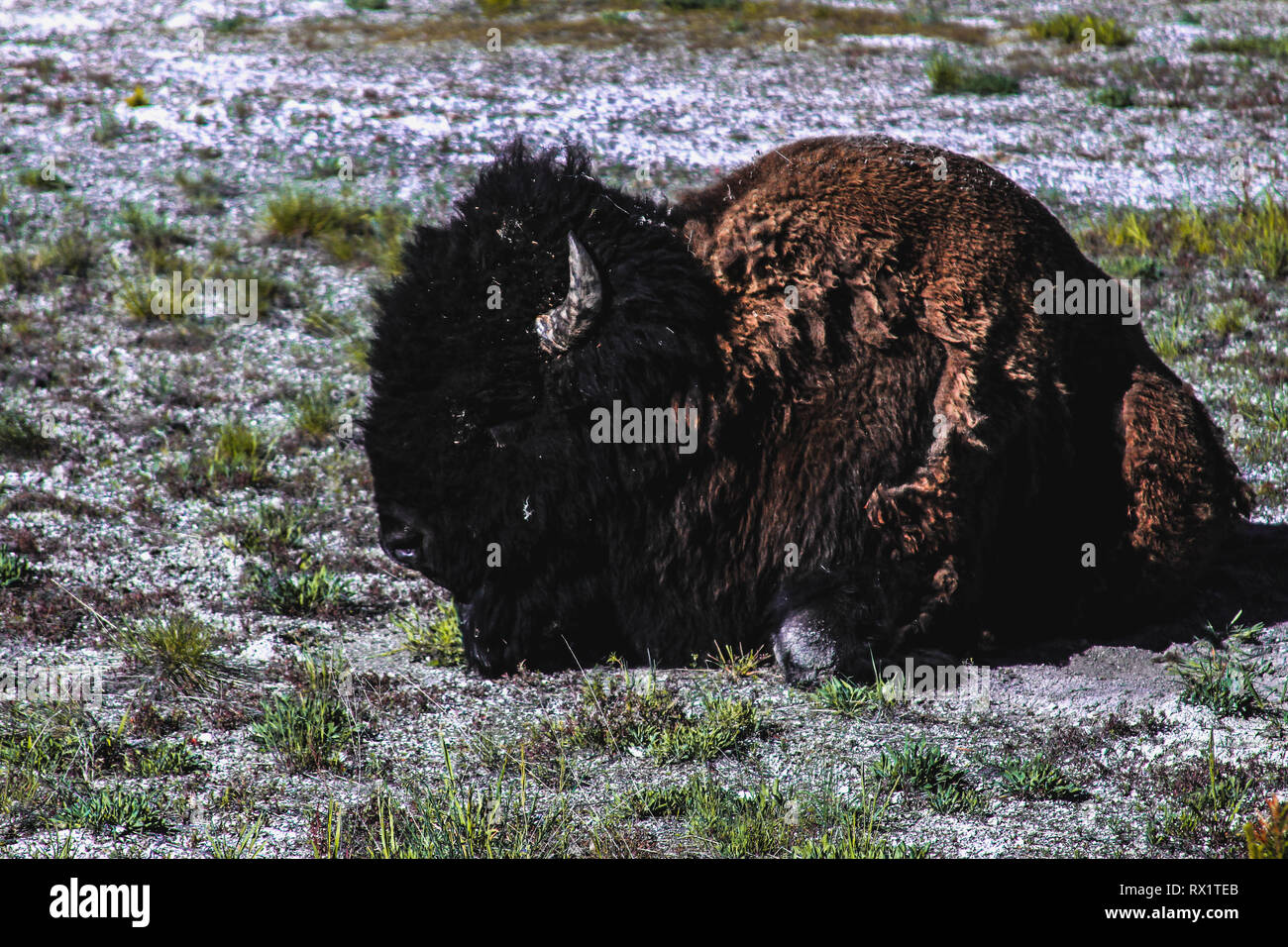 Bison sitting on grass hi-res stock photography and images - Alamy