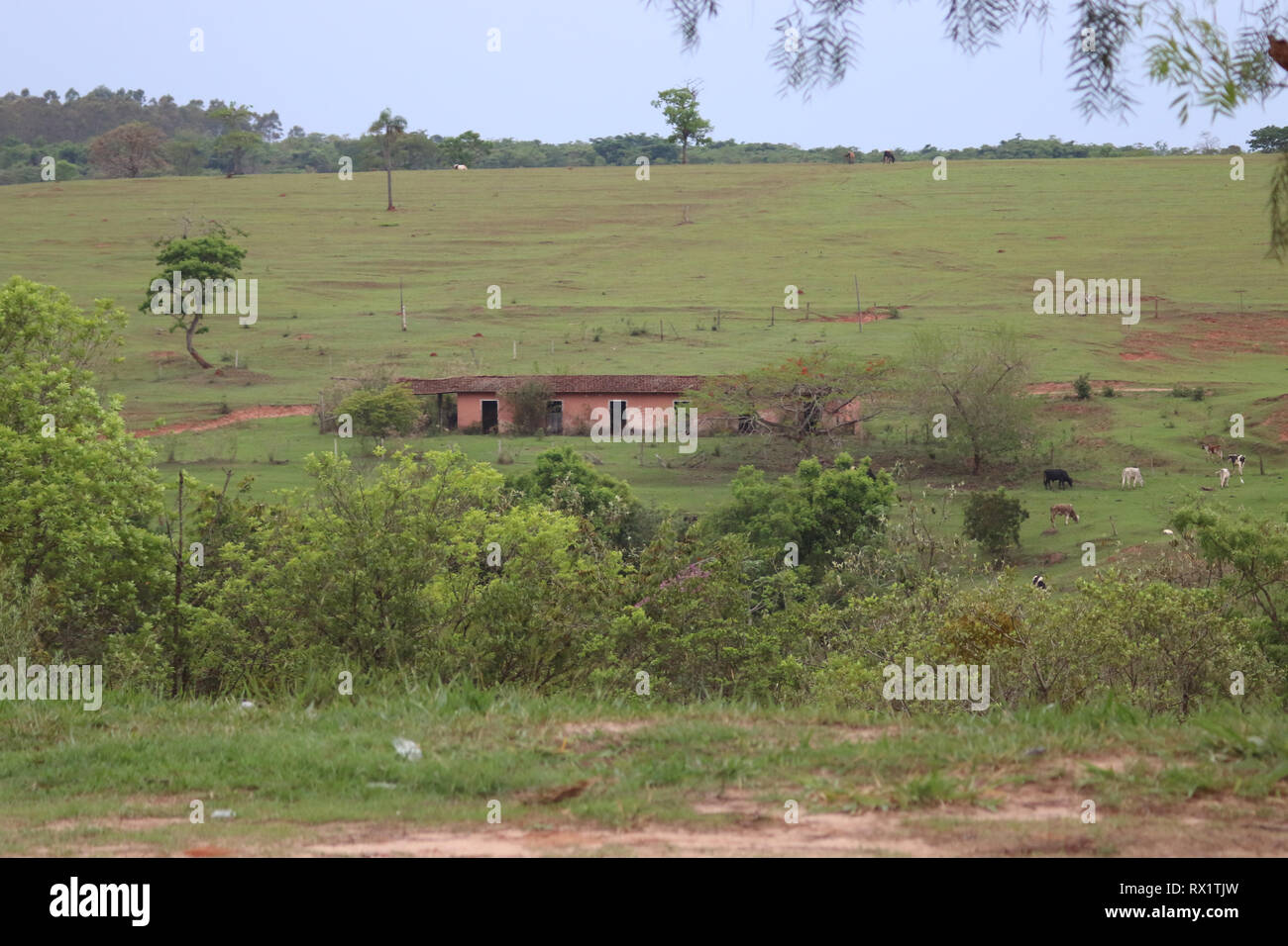 various food dishes, pizza, sphirra, snacks and various Stock Photo - Alamy