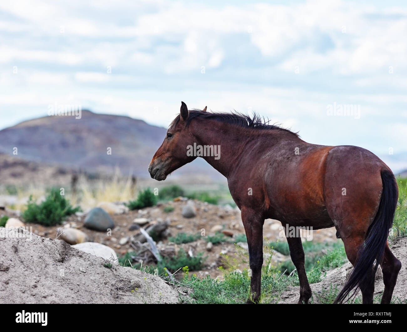 Wild terrain hi-res stock photography and images - Alamy