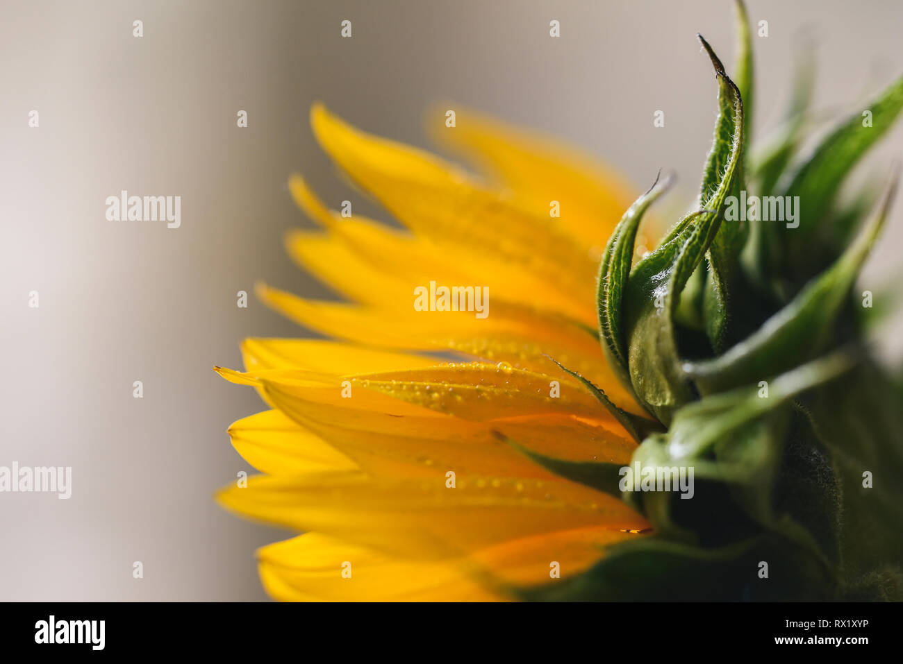 Wet sunflower hi-res stock photography and images - Alamy