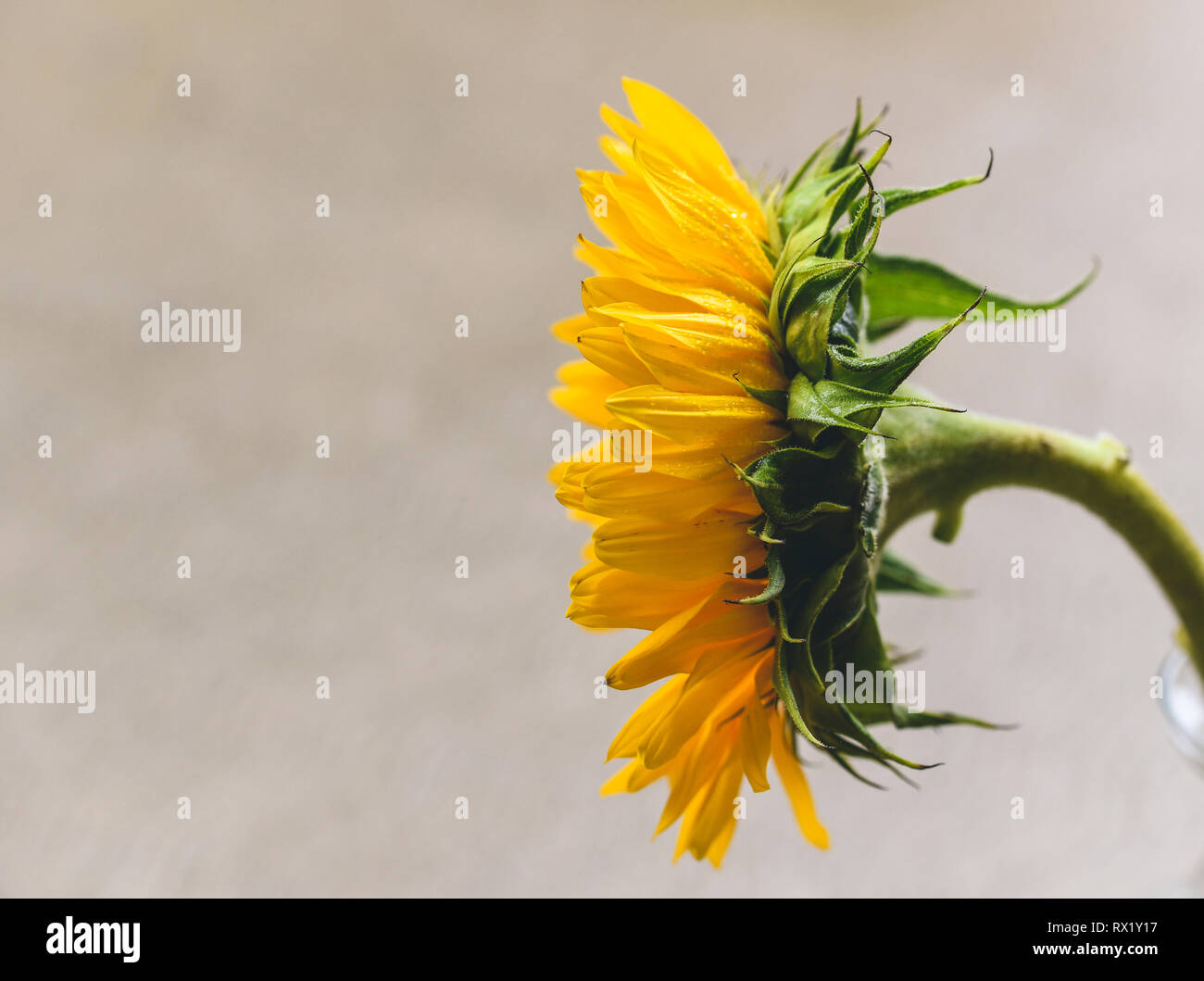 Wet sunflower hi-res stock photography and images - Alamy
