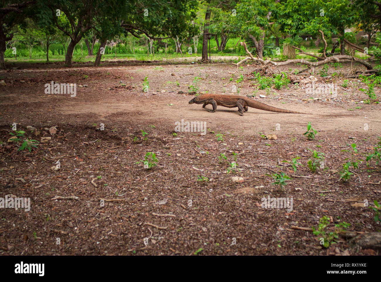 The Komodo dragon, also known as the Komodo monitor, is a species of ...
