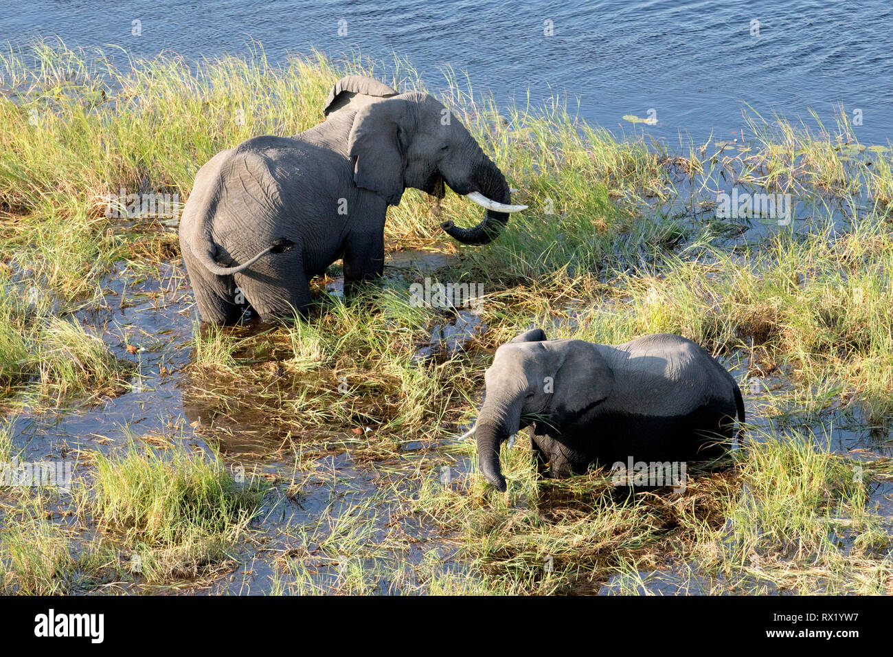 Okavango delta aerial elephant hi-res stock photography and images - Alamy