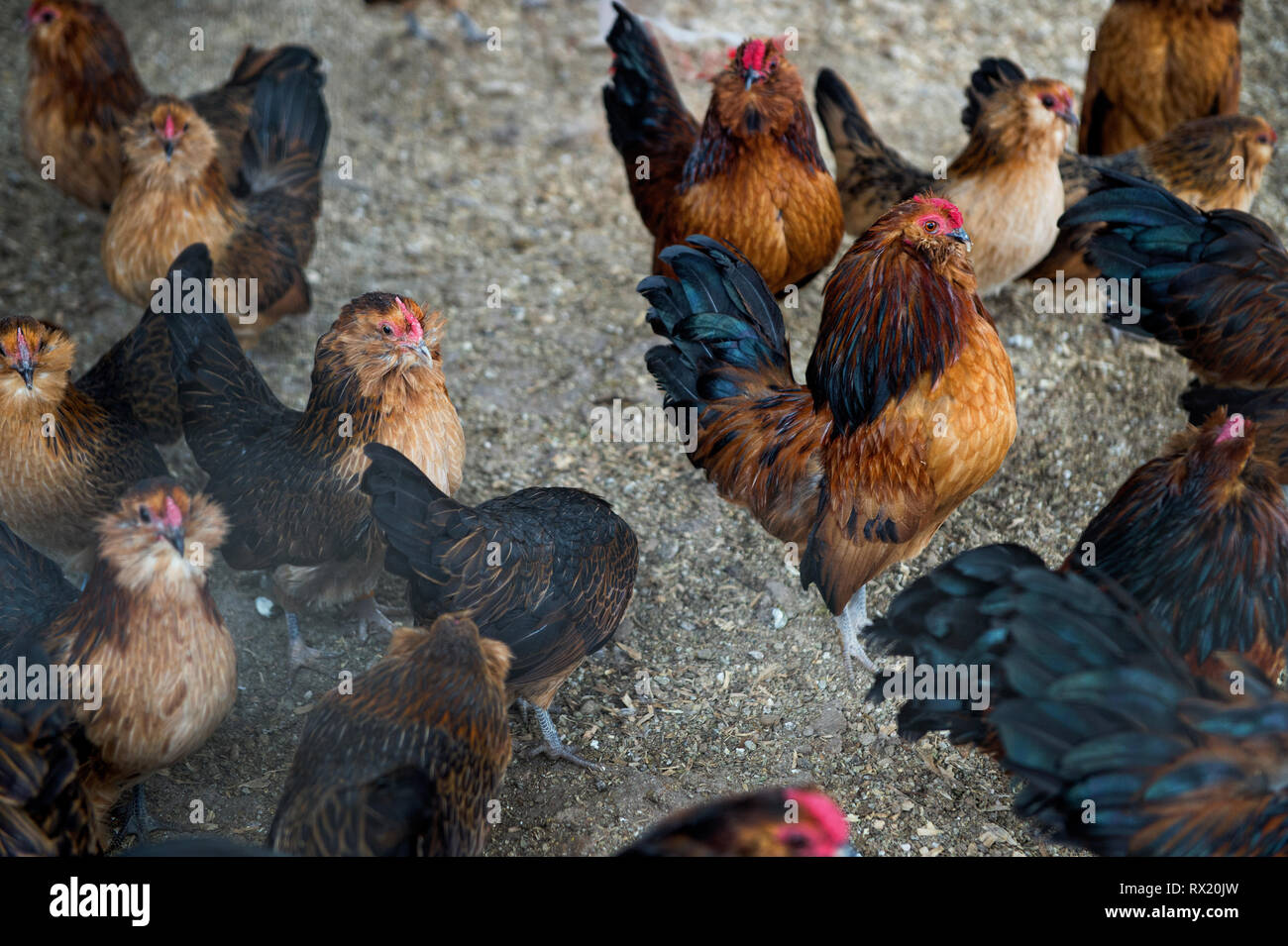 UNITED STATES - 2-23-2019: The Quail Belgian Bearded D'anver Bantaml ...
