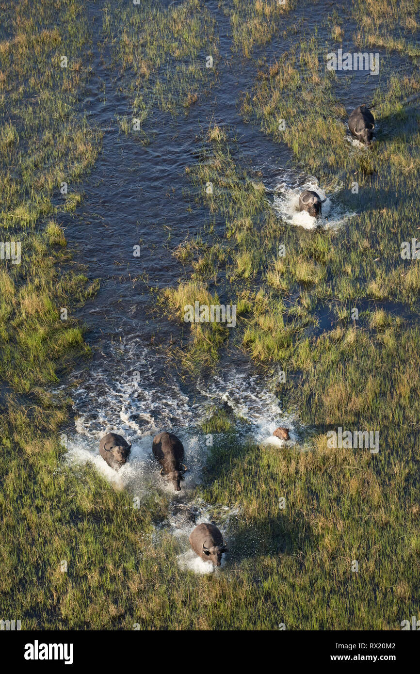 African water buffalo hi-res stock photography and images - Alamy