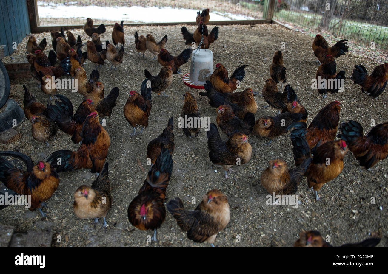 UNITED STATES - 2-23-2019: The Quail Belgian Bearded D'anver Bantaml ...