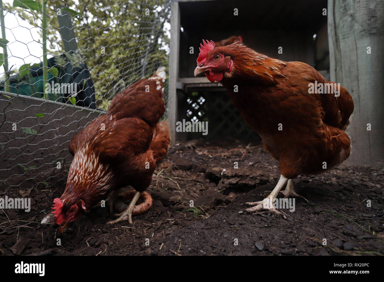 Picture by Tim Cuff - 21 December 2018 - urban chickens, Nelson, New ...