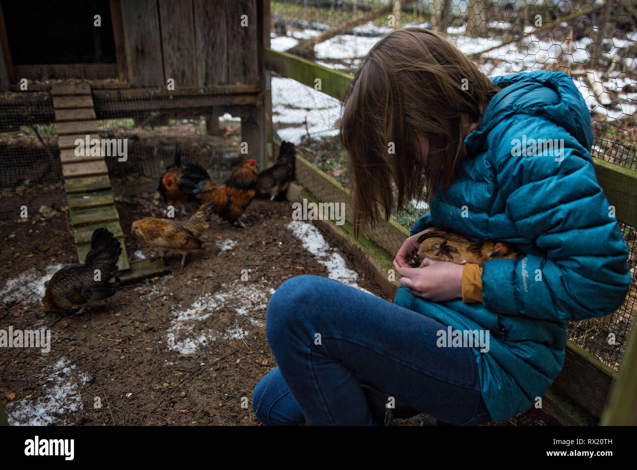 Bearded bantam chickens hi-res stock photography and images - Alamy