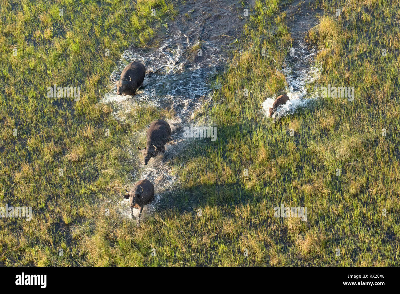 Herd water buffalo hi-res stock photography and images - Alamy