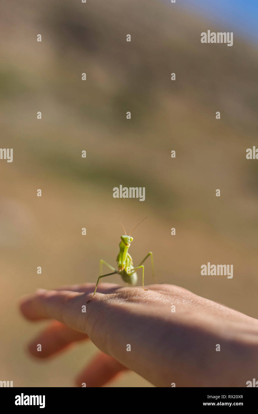 Grasshopper shadow hi-res stock photography and images - Alamy