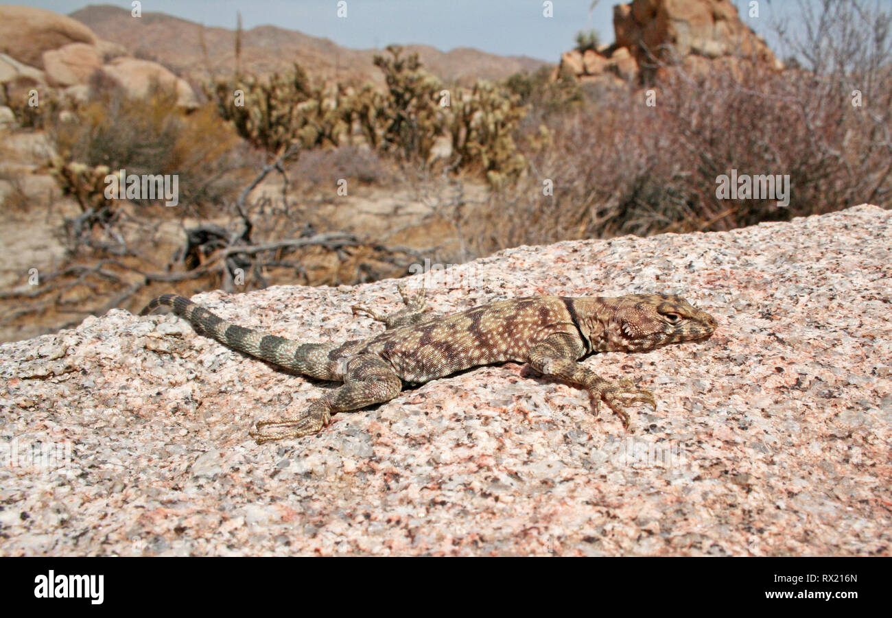 Petrosaurus hi-res stock photography and images - Alamy
