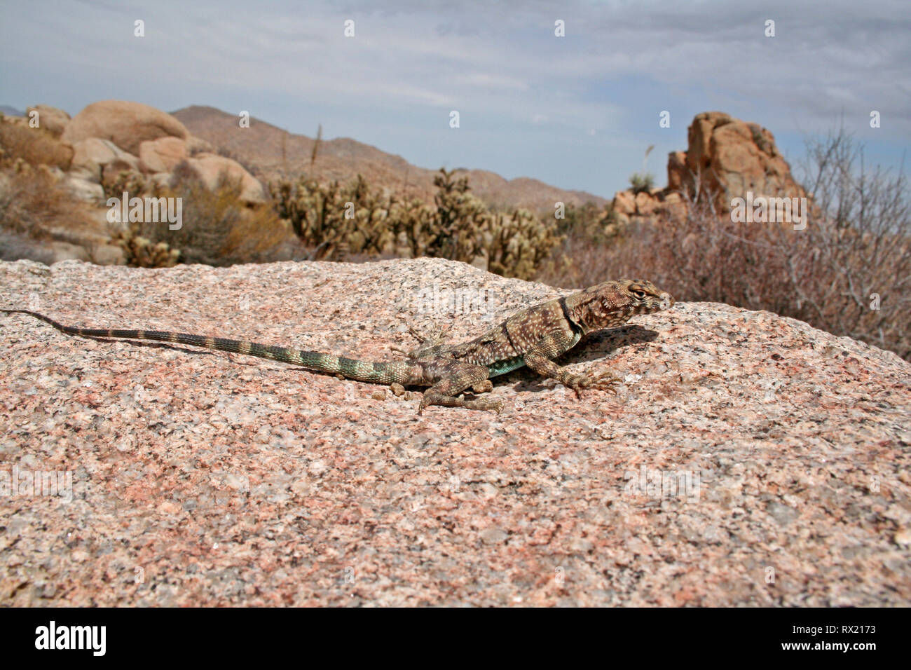 Banded Rock Lizard (Petrosaurus mearnsi Stock Photo - Alamy