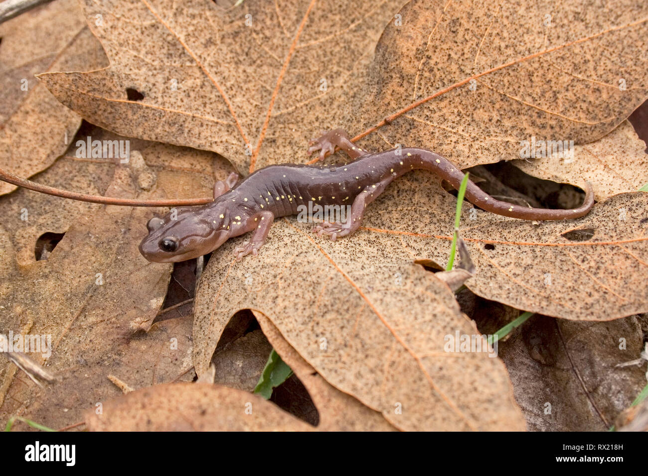 Arboreal salamanders hi-res stock photography and images - Alamy