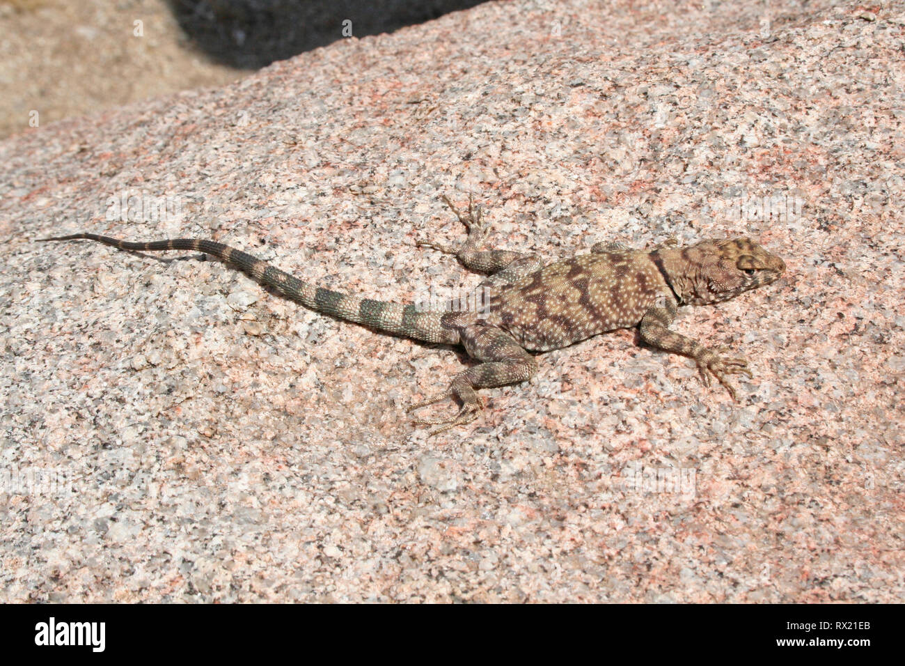 Banded rock lizards hi-res stock photography and images - Alamy