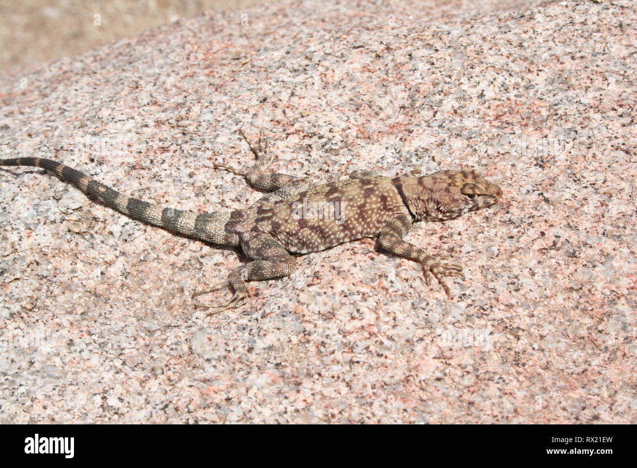 Banded rock lizards hi-res stock photography and images - Alamy