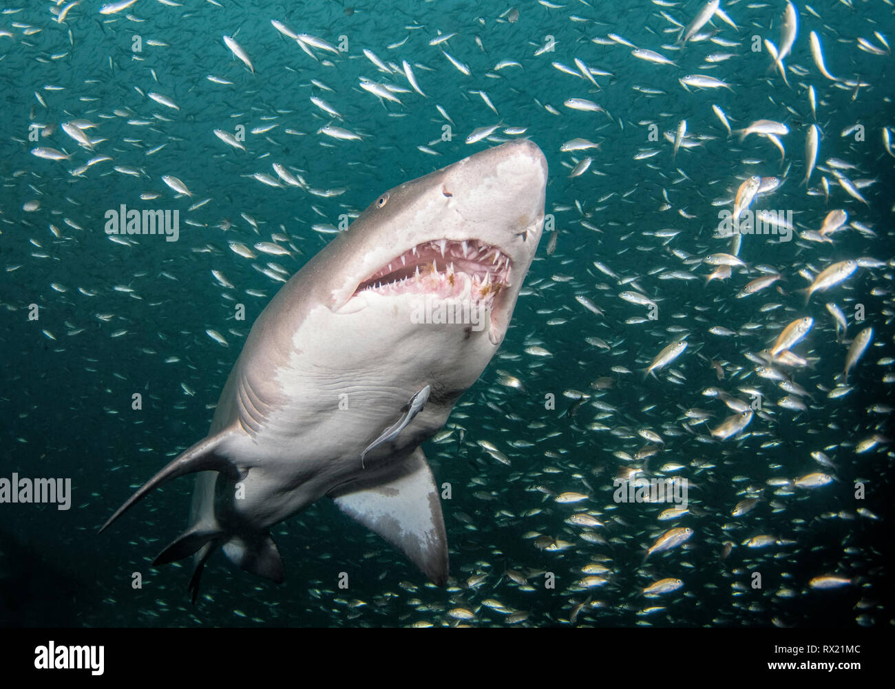sand tiger shark, Carcharias taurus, off the coast of North Carolina ...