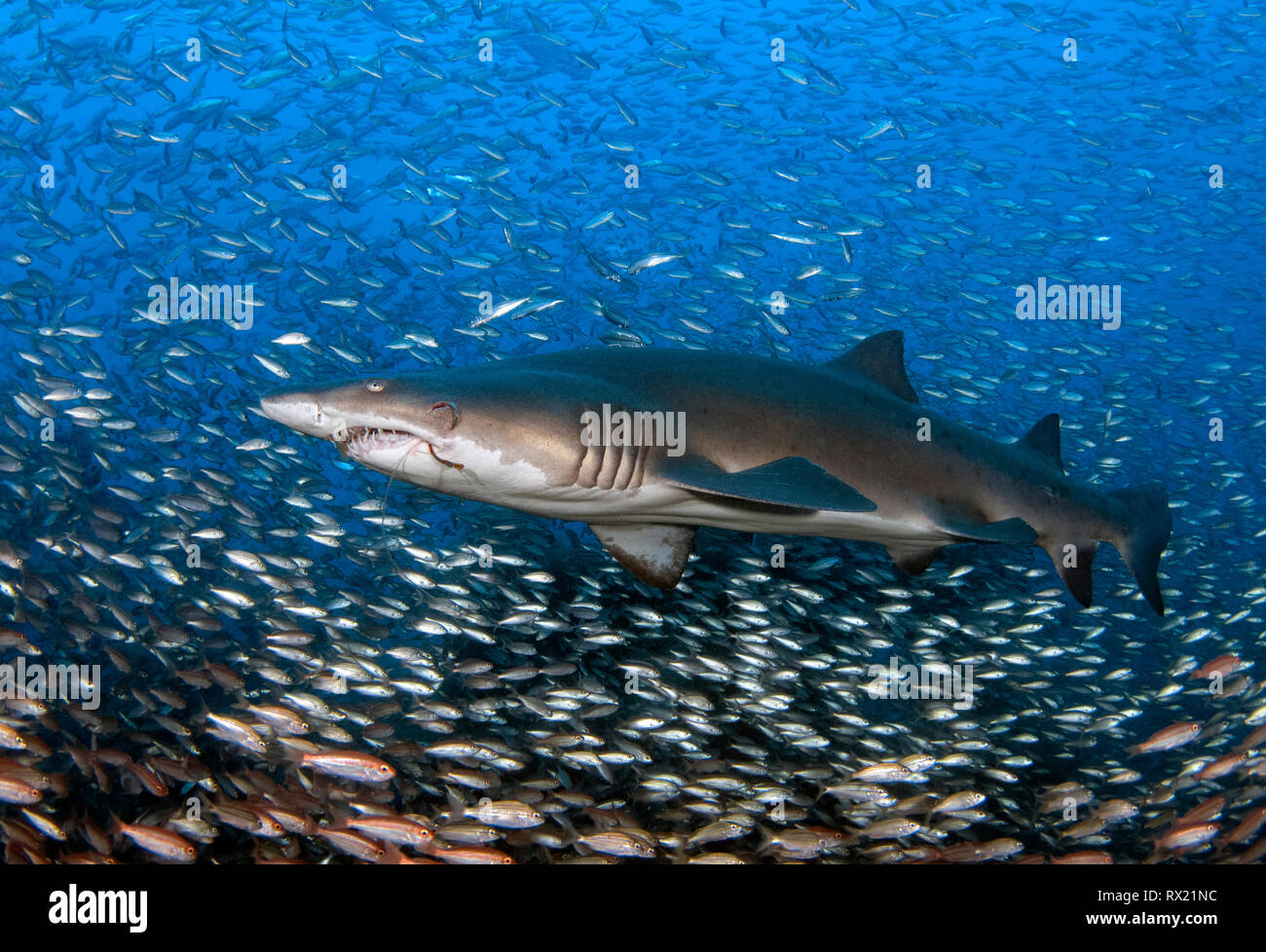 Odontaspididae hi-res stock photography and images - Alamy