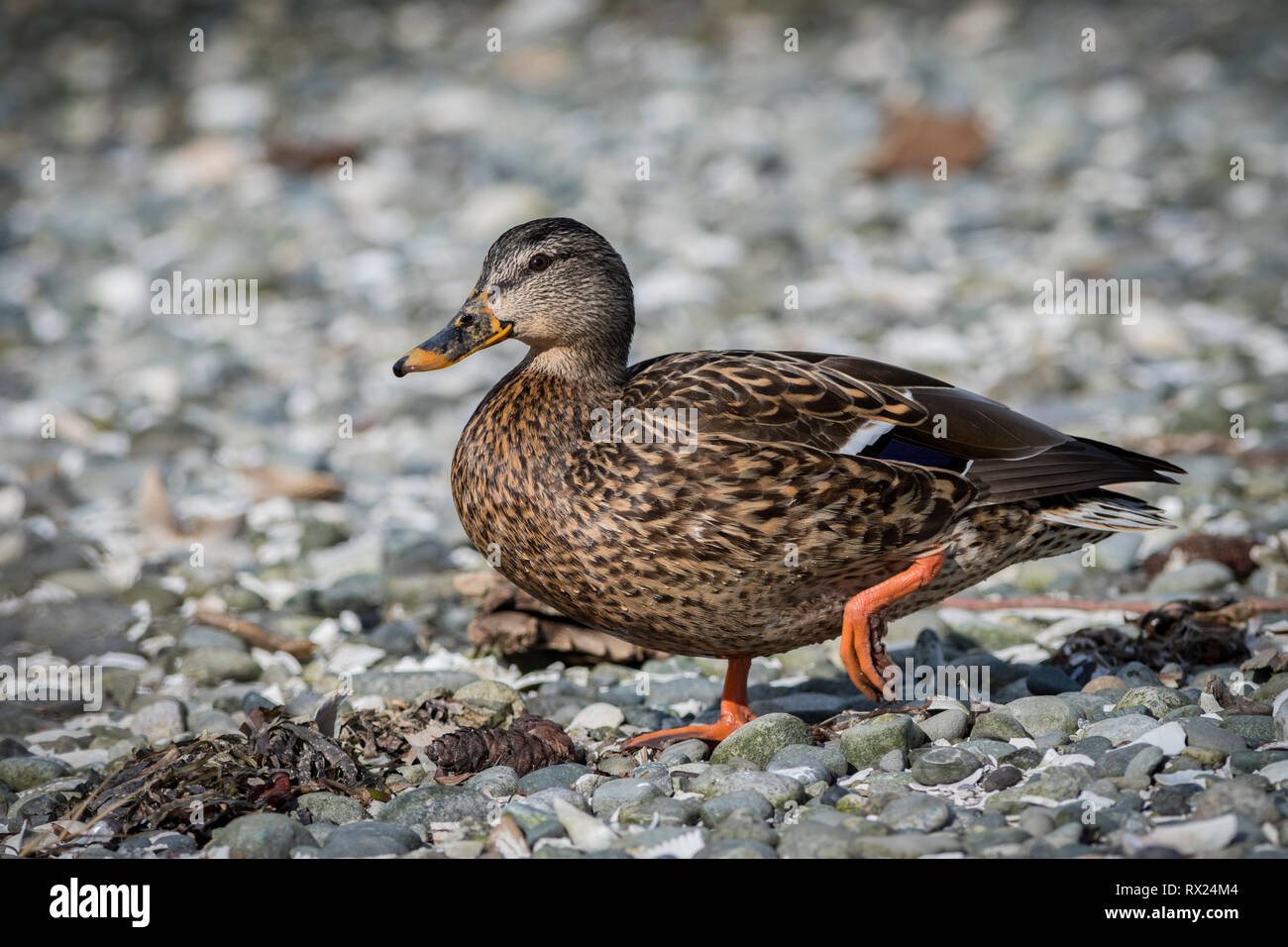 Female Mallard Duck (Anas platyrhynchos), Esquimalt Lagoon, Victoria ...