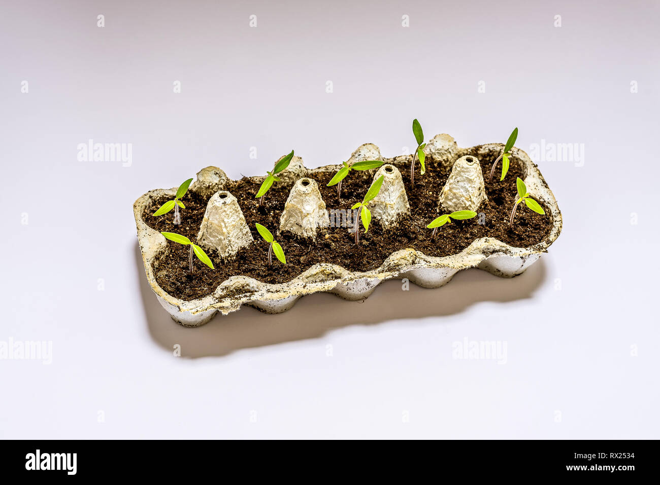 Seeds in egg carton hi-res stock photography and images - Alamy