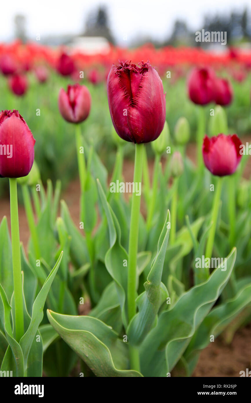 burgundy dark red terry tulip Stock Photo - Alamy