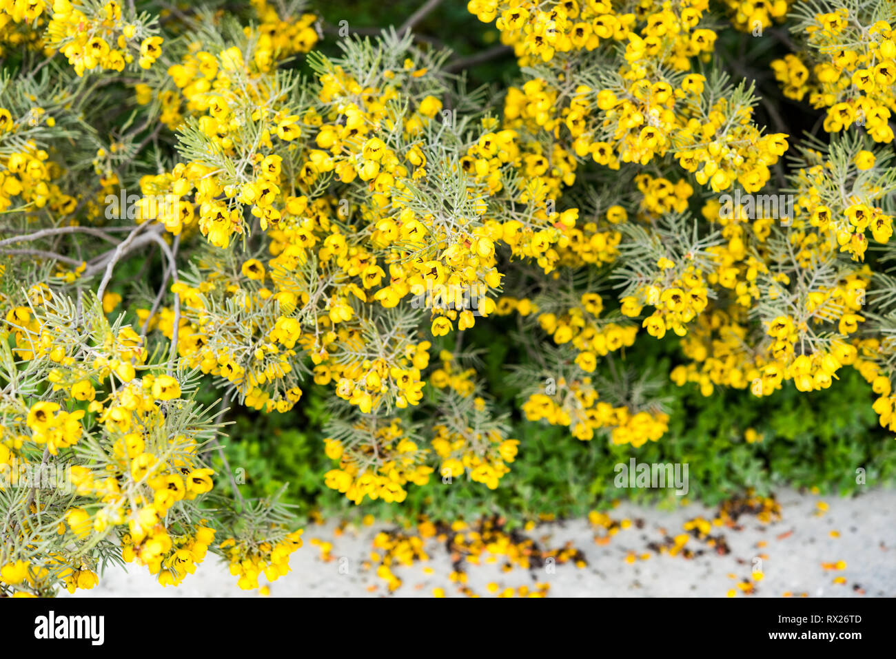 Morning dew forest wild herbs plants and grass Stock Photo - Alamy