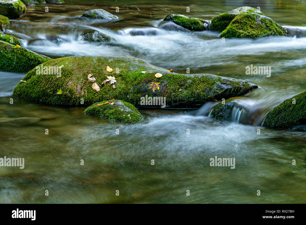 Rocks and leaves hi-res stock photography and images - Alamy
