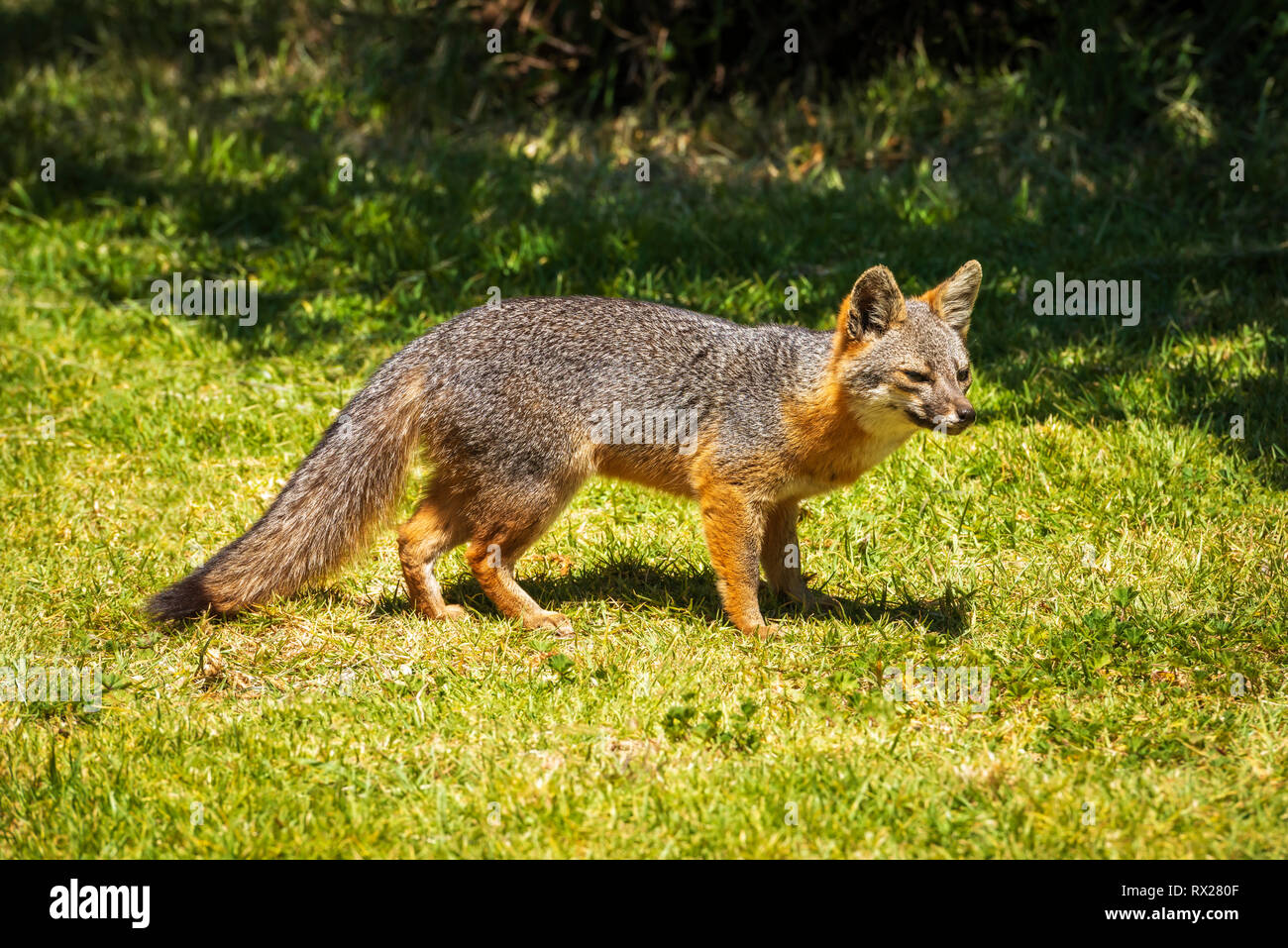 Island Fox (Urocyon littoralis), Santa Cruz Island, Channel Islands ...