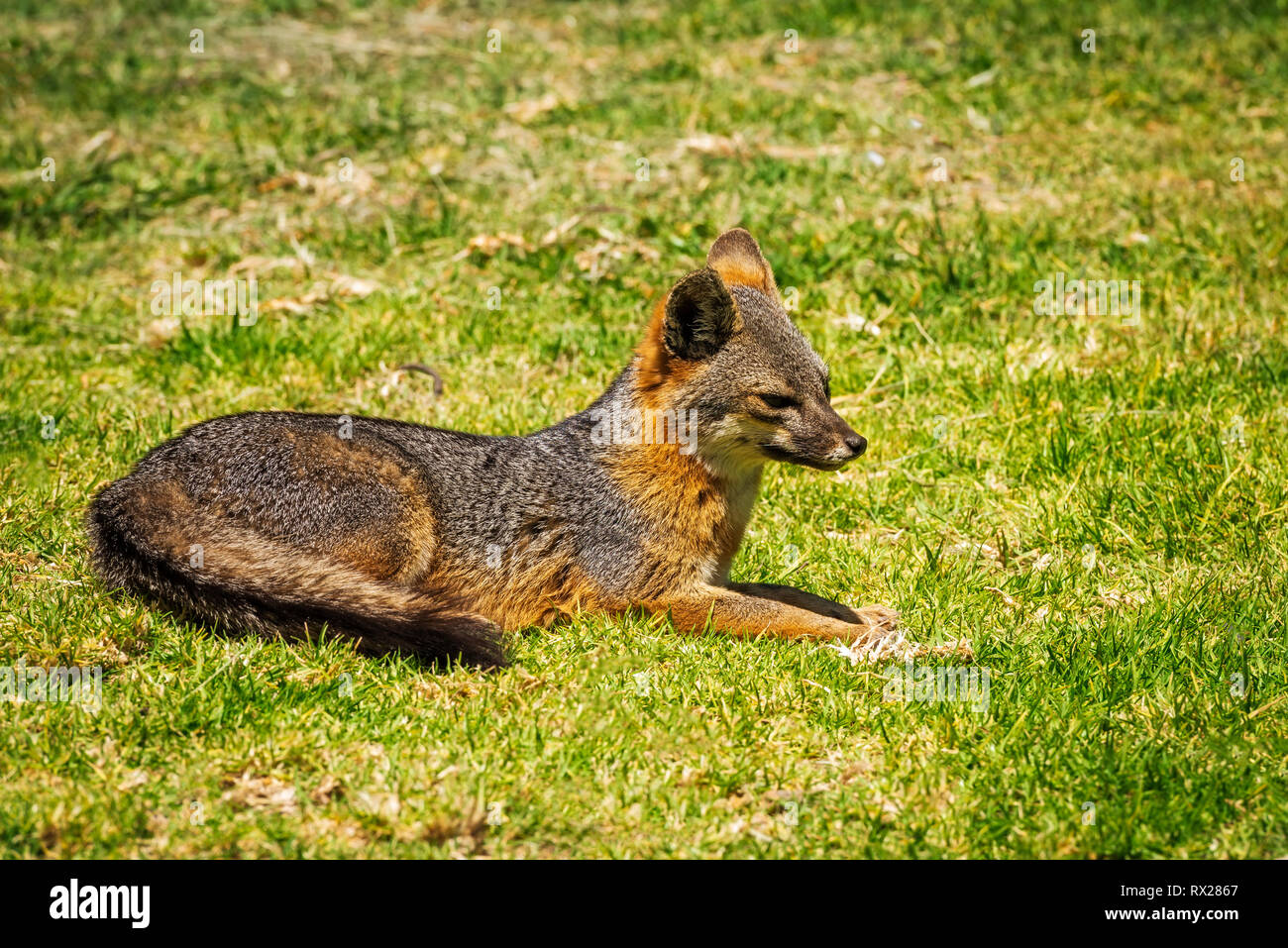 Santa cruz island fox hi-res stock photography and images - Alamy