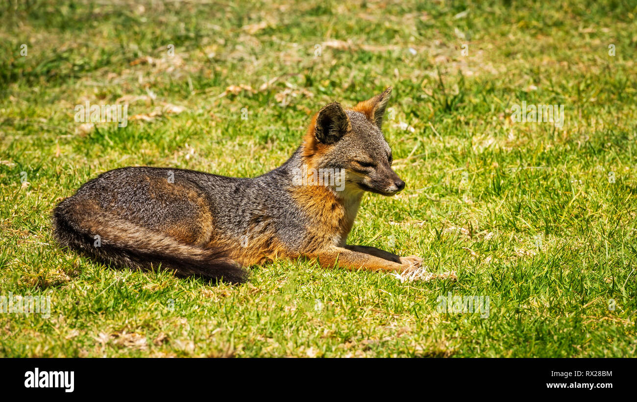 Island Fox (Urocyon littoralis), Santa Cruz Island, Channel Islands ...