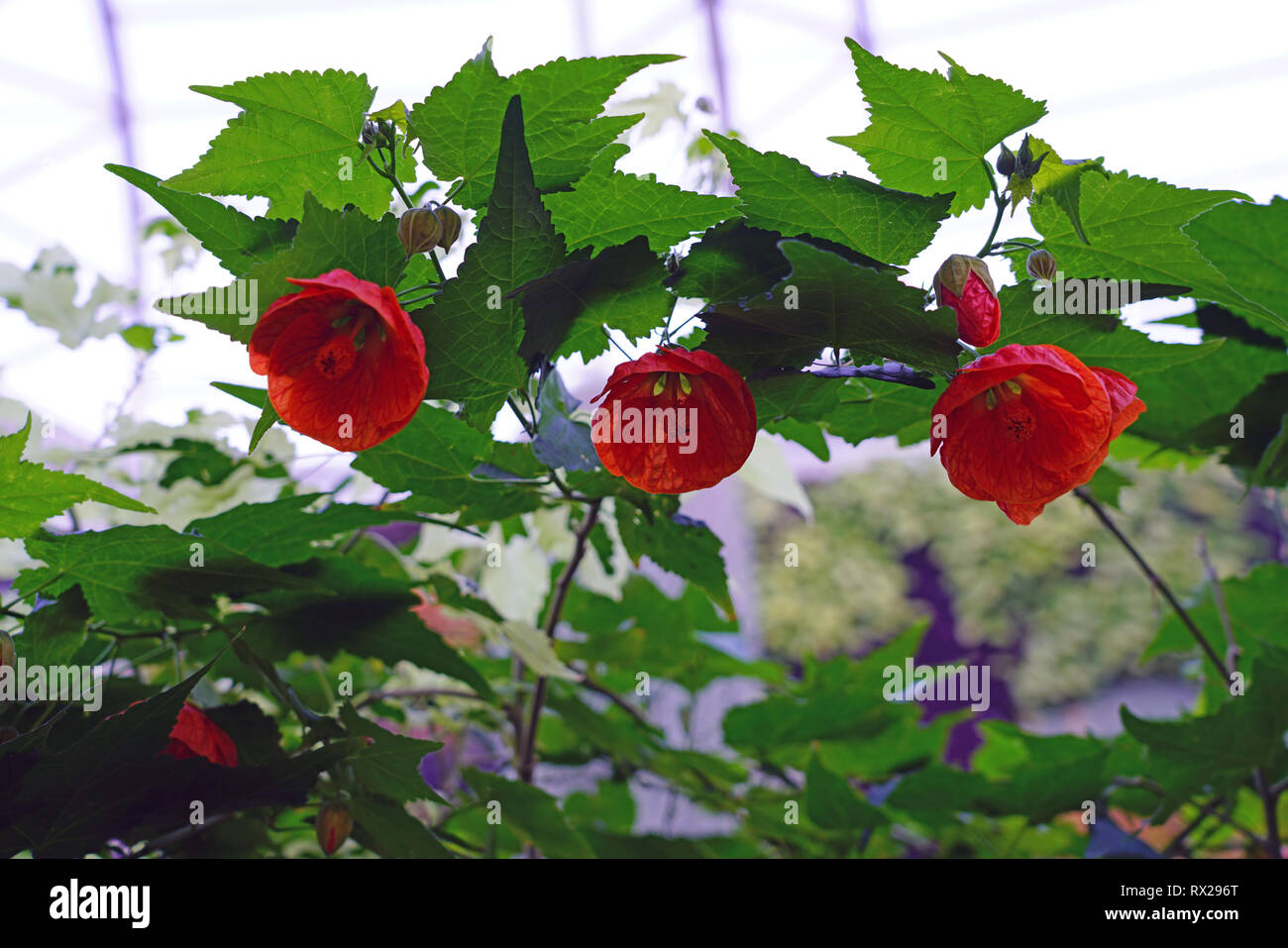 View of an Abutilon flower plant (Indian mallow Stock Photo - Alamy