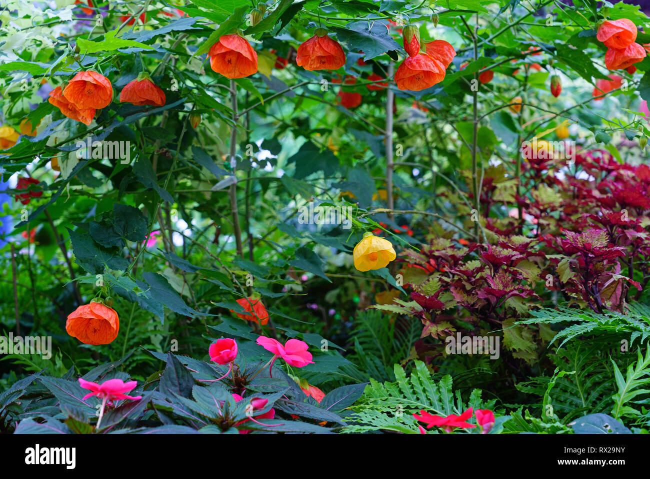 View of an Abutilon flower plant (Indian mallow Stock Photo - Alamy
