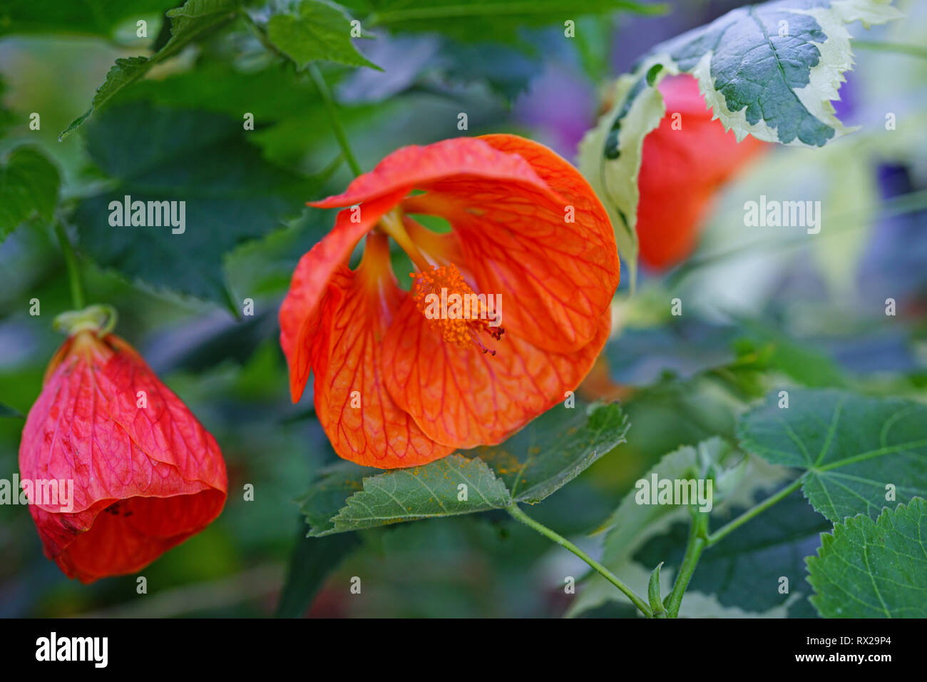 View of an Abutilon flower plant (Indian mallow Stock Photo - Alamy