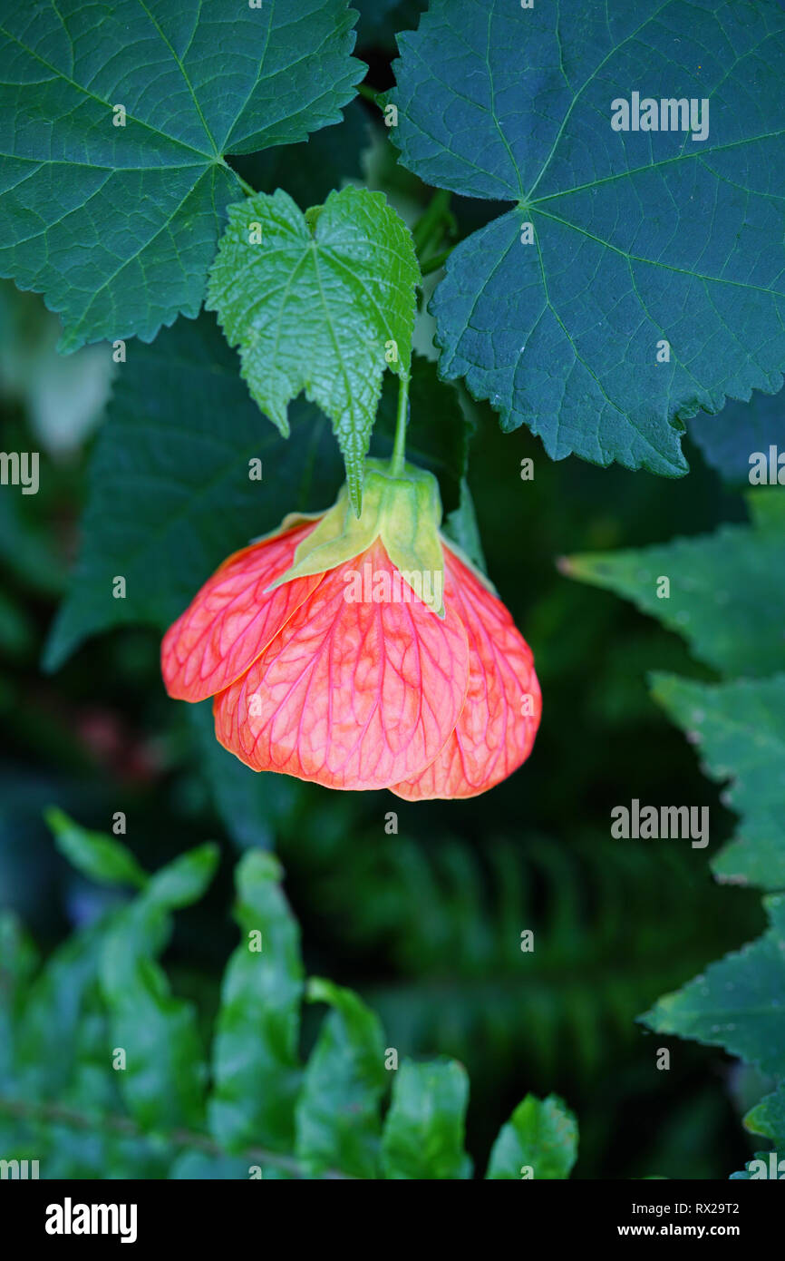 View of an Abutilon flower plant (Indian mallow Stock Photo - Alamy