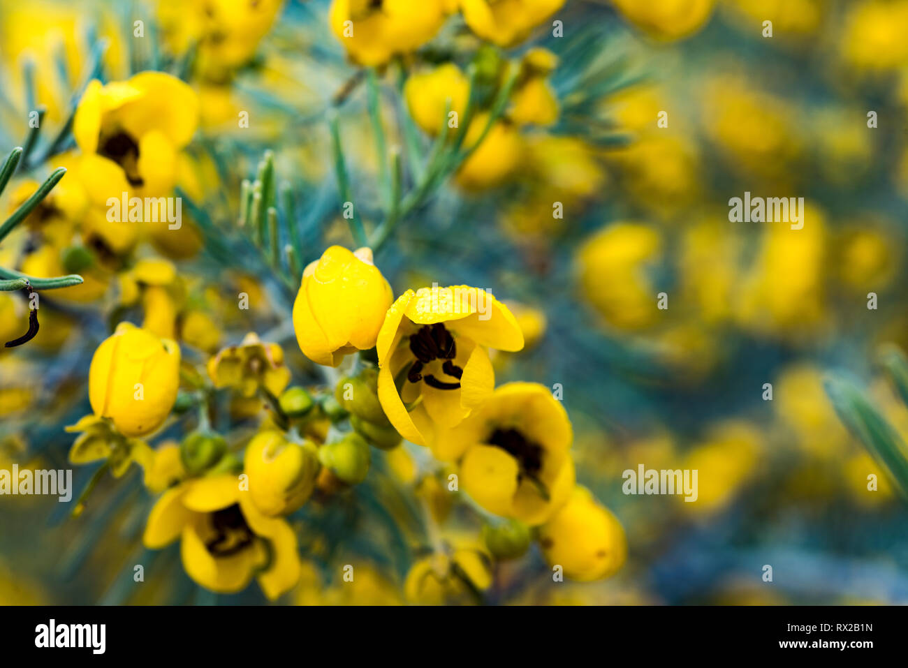 Morning dew forest wild herbs plants and grass Stock Photo - Alamy