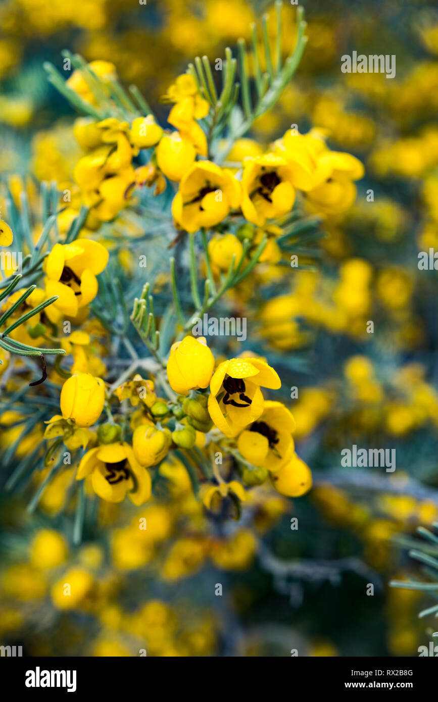 Morning dew forest wild herbs plants and grass Stock Photo - Alamy