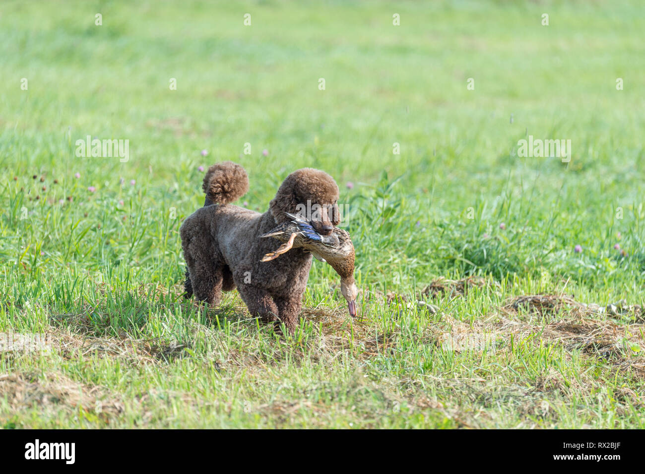 Standard Poodle Duck Hunting