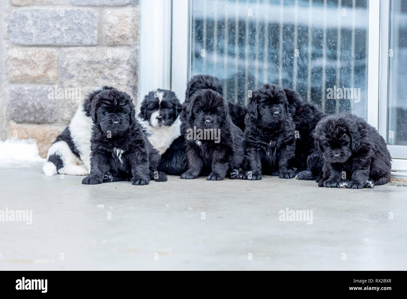 Newfie High Resolution Stock Photography and Images - Alamy