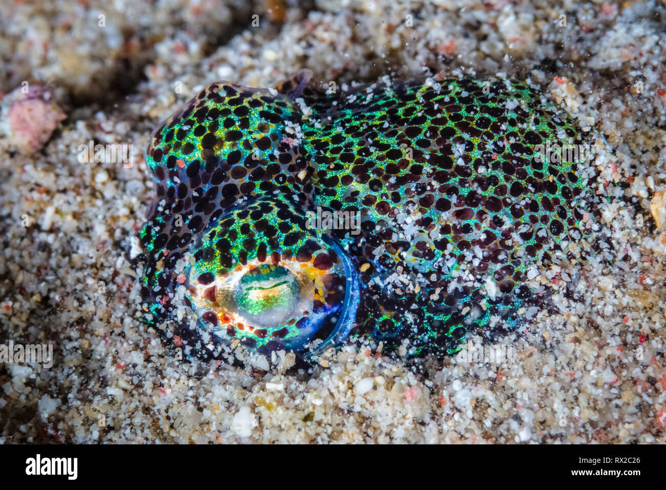 hummingbird bobtail squid, Euprymna berryi, aka Berry's bobtail squid ...