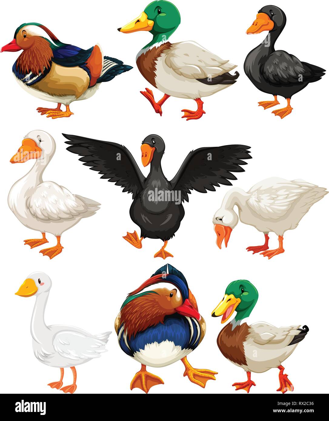Set of duck character illustration Stock Vector Image & Art - Alamy