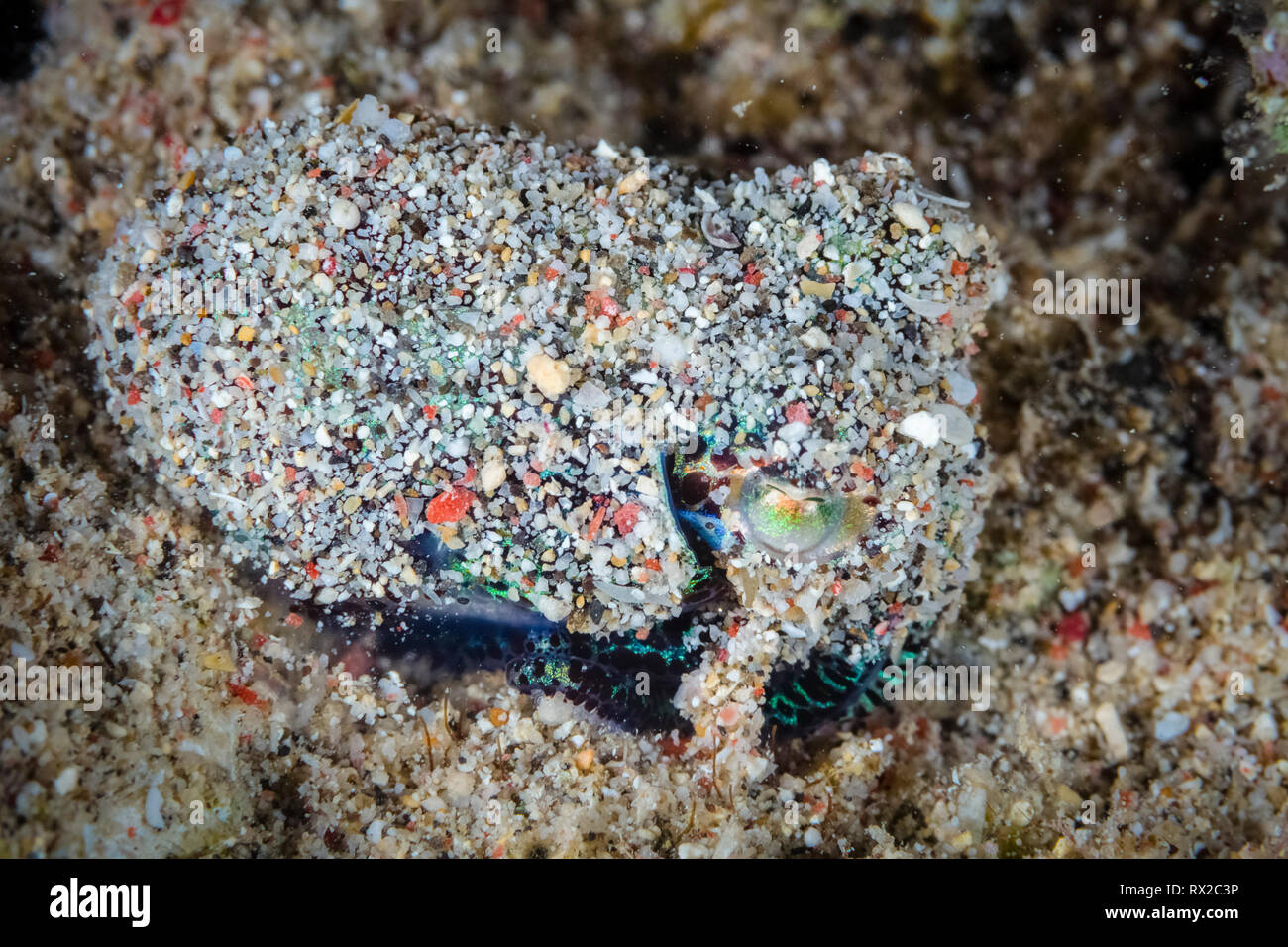 hummingbird bobtail squid, Euprymna berryi, aka Berry's bobtail squid ...
