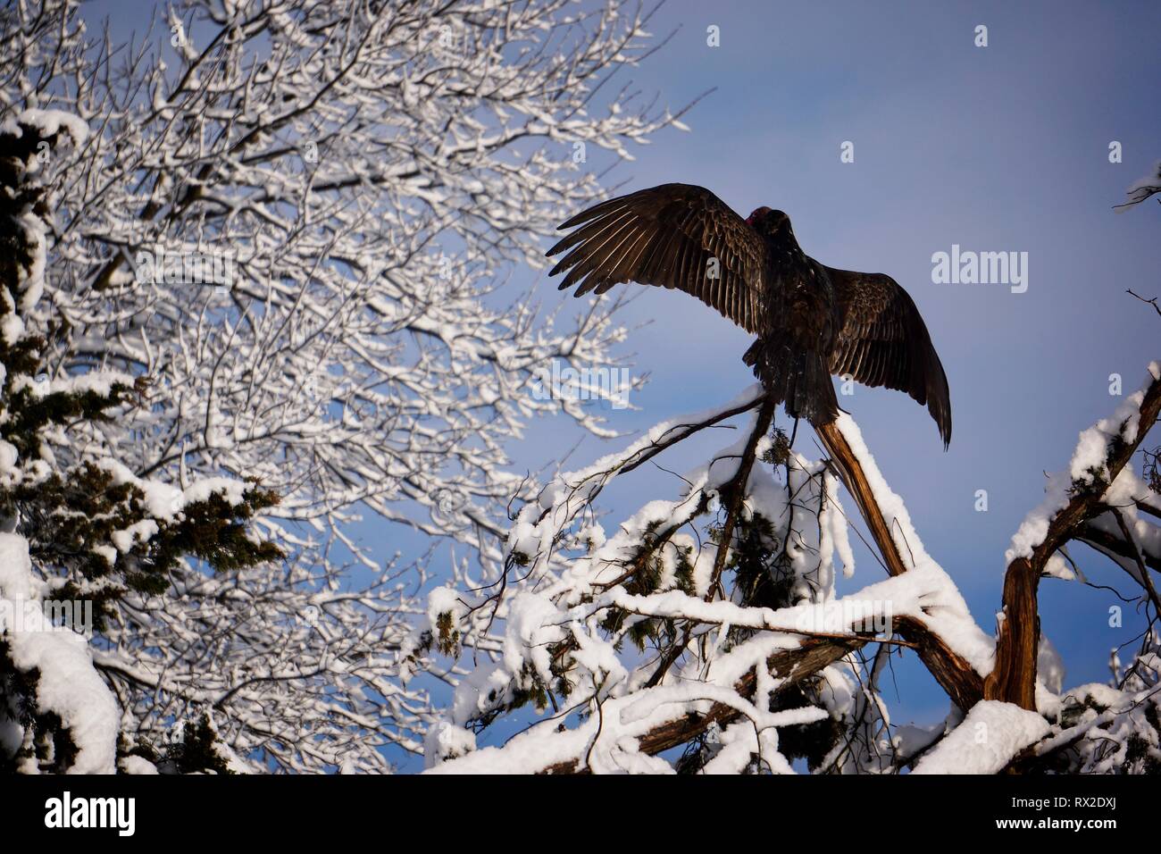 Raptor perching hi-res stock photography and images - Alamy