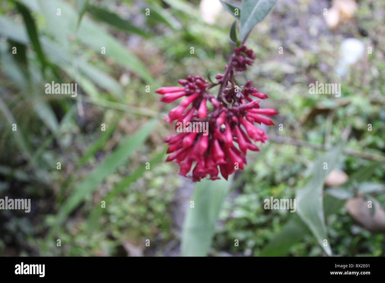 Sikkim flower hi-res stock photography and images - Alamy