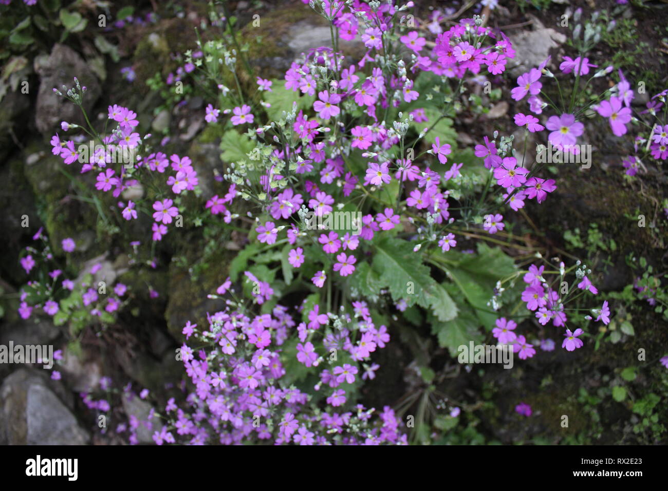 Sikkim flower hi-res stock photography and images - Alamy