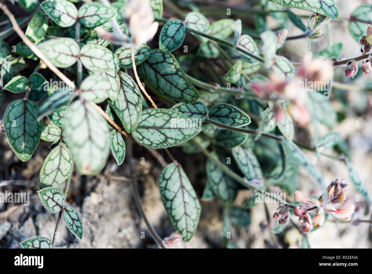 Morning dew forest wild herbs plants and grass Stock Photo - Alamy