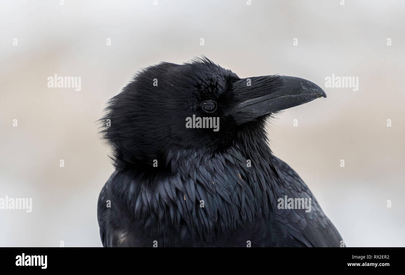 The common raven, also known as the northern raven, is a large all ...