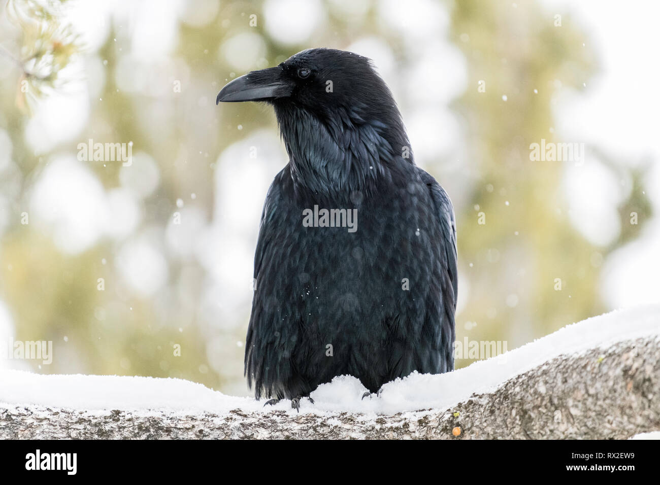 The common raven, also known as the northern raven, is a large all ...