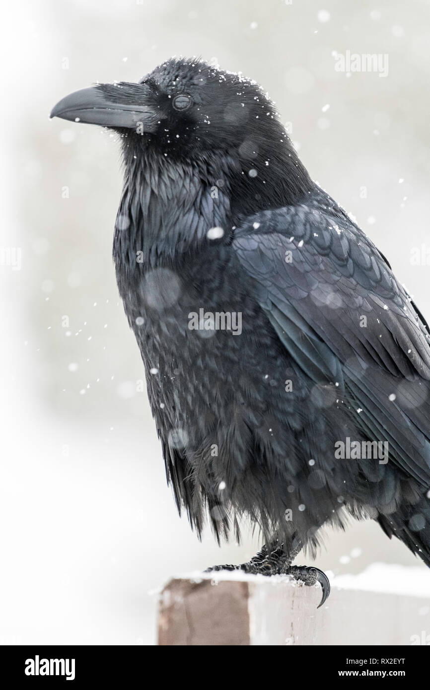 The common raven, also known as the northern raven, is a large all ...
