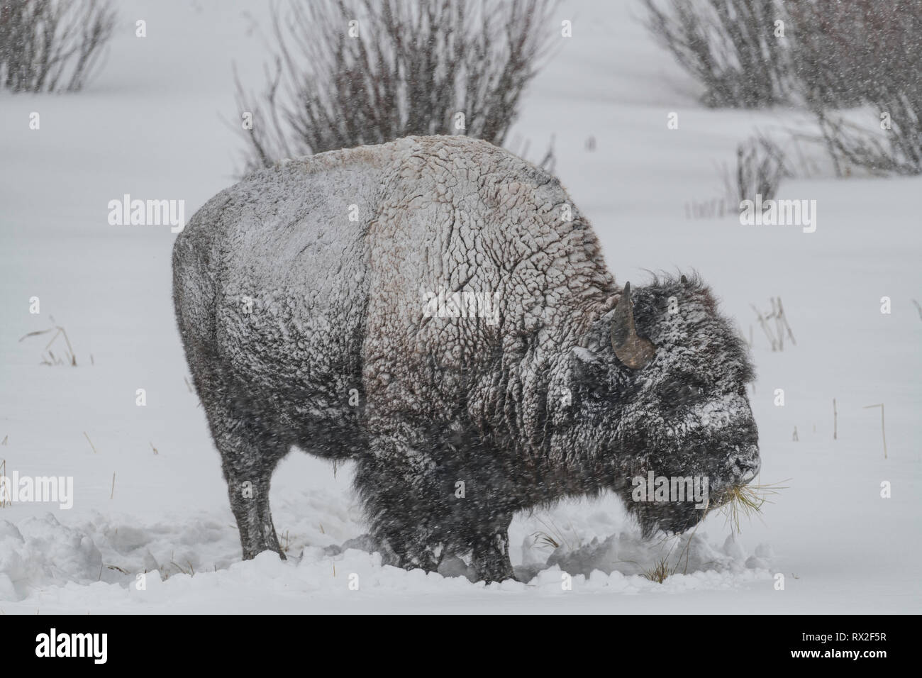 American Bison in heavy snow in Yellowstone National Park Stock Photo ...