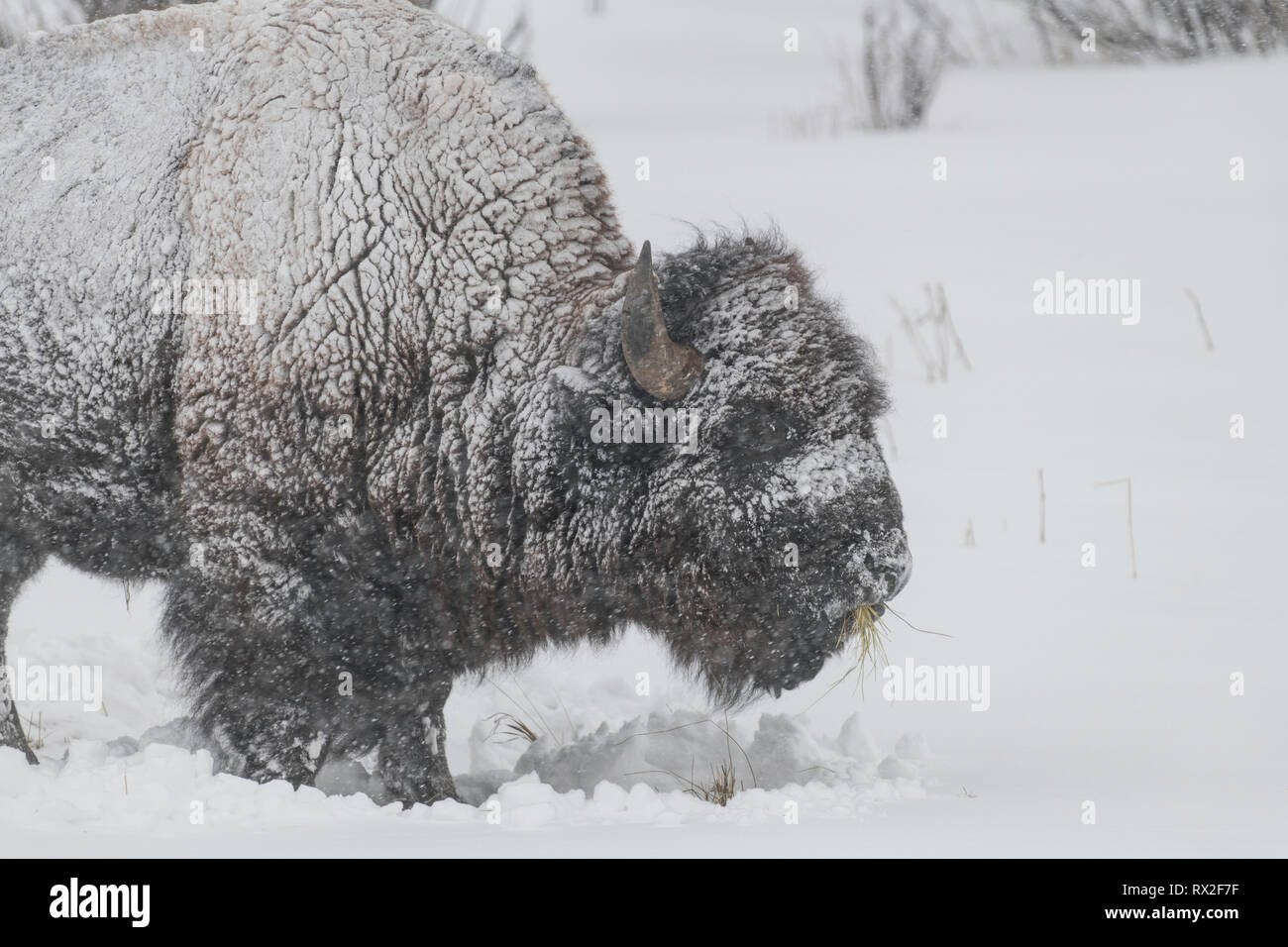 Bison snow yellowstone national park hi-res stock photography and ...